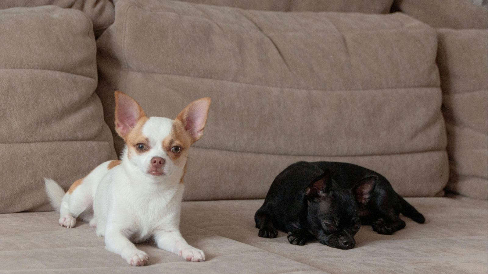 How to Create a Smooth First Introduction for your Dog! – PETSTEP