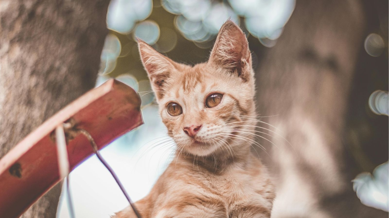The Purpose and Meaning Behind Cat Ear Tipping – PETSTEP