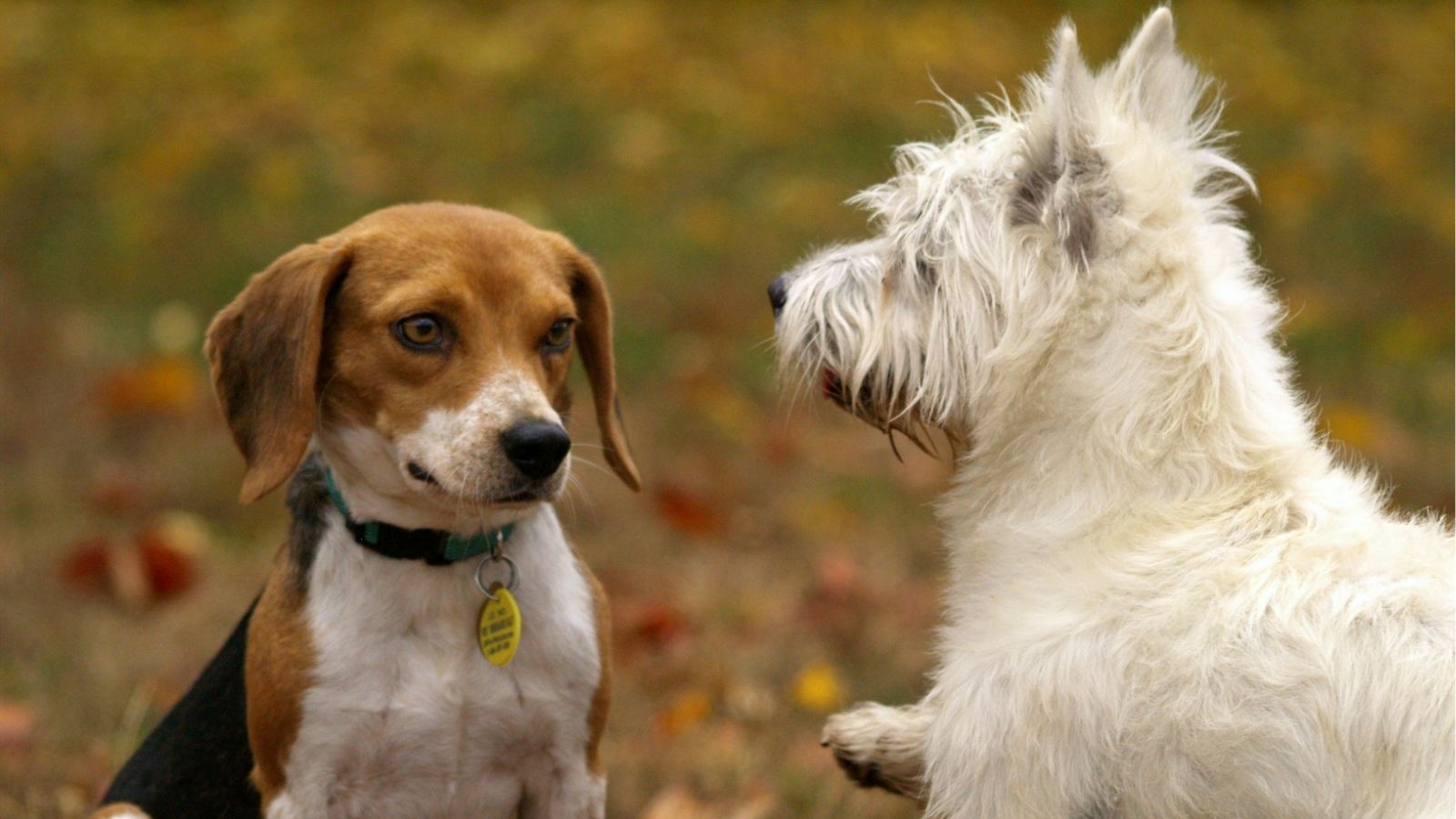 A Guide to Encouraging Calm Behavior in Dogs – PETSTEP