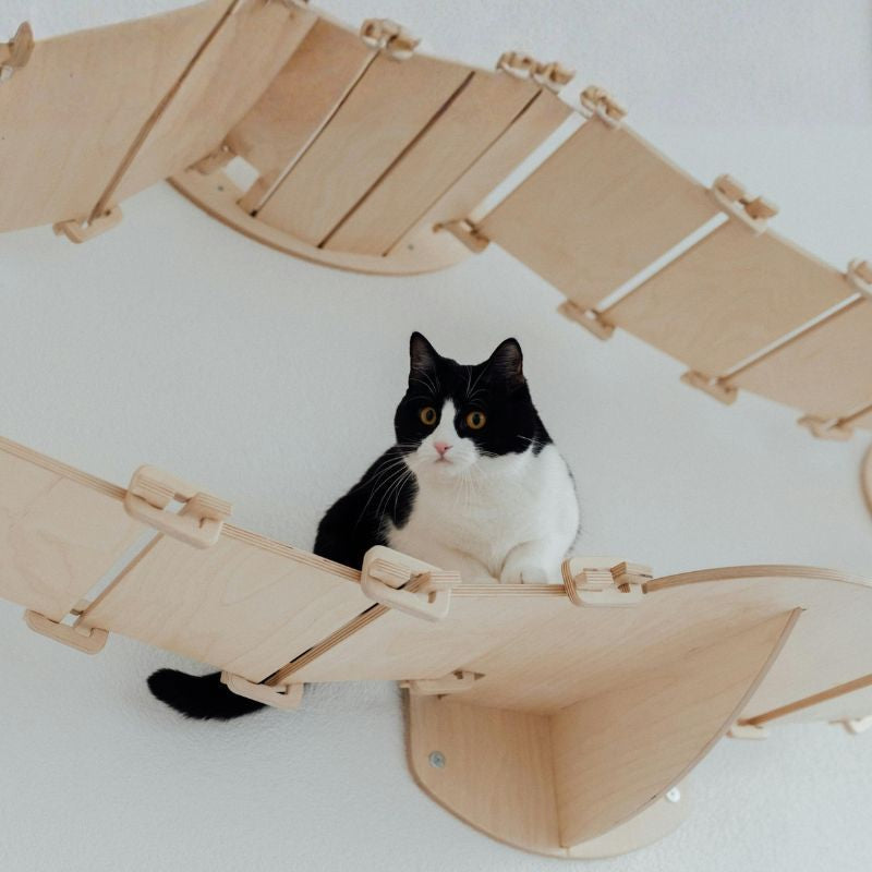 Cat Climbing Walls – PETSTEP